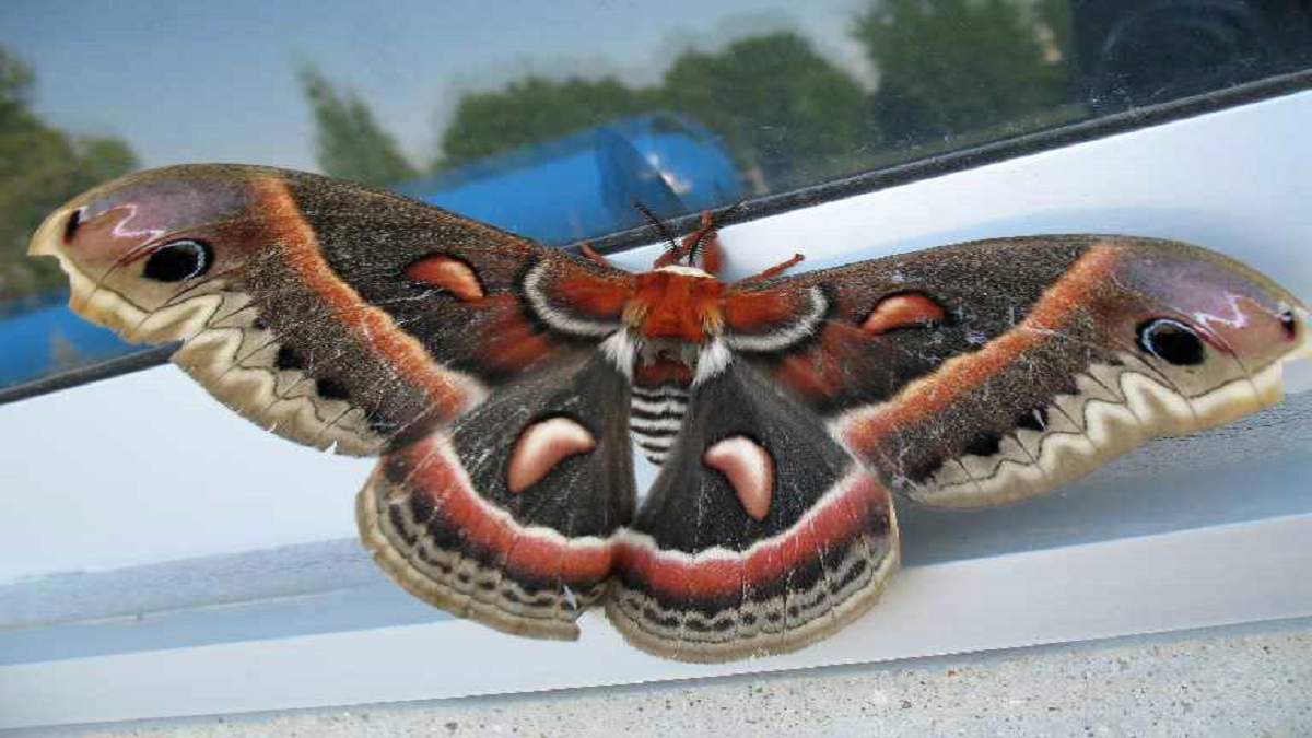 cecropia-moth-landing-on-window-hyalophora-cecropia – Kathleen Jae