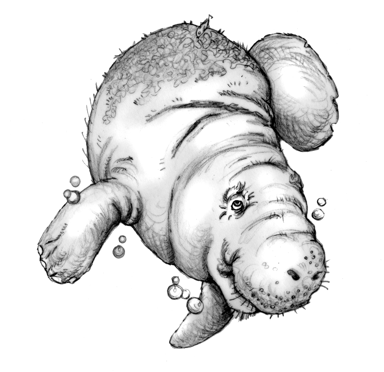 sea-cow-1 – Kathleen Jae